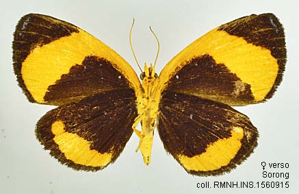 Papua Insects Foundation (Lepidoptera/Callidulidae/Callidula dichroa)